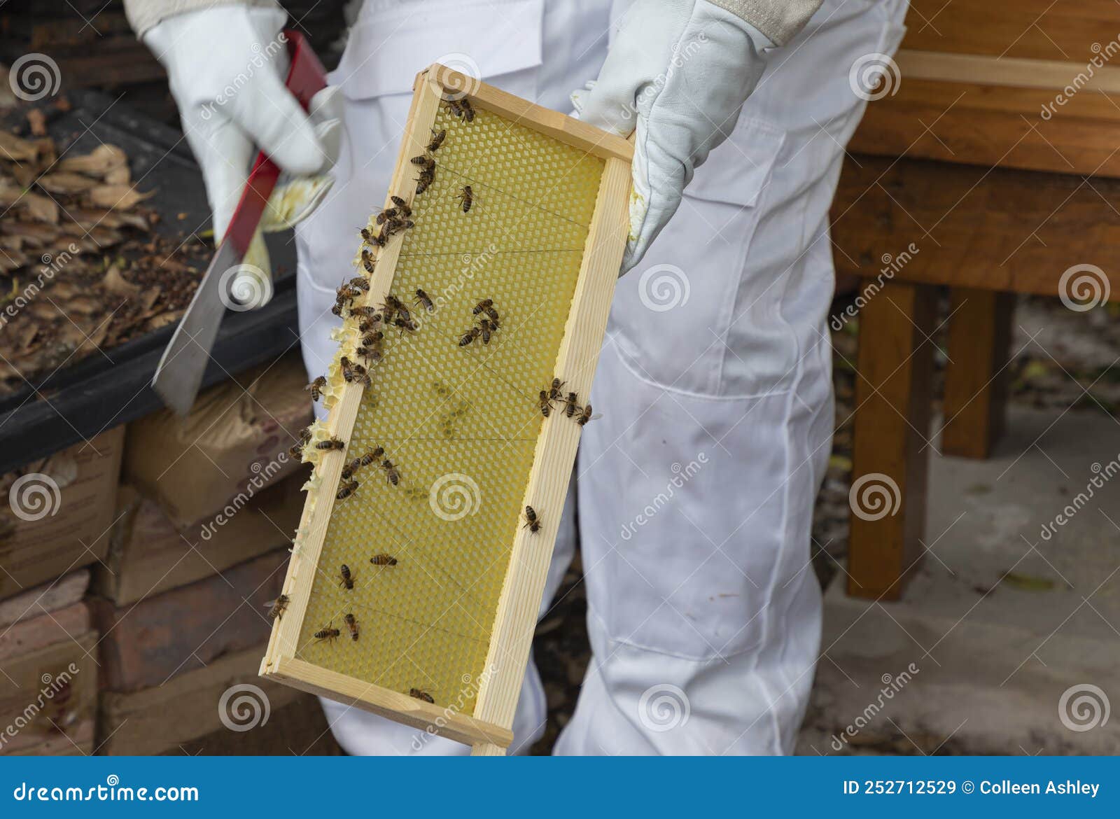Close Up of Bees on a Brood Frame Stock Image - Image of full, food ...