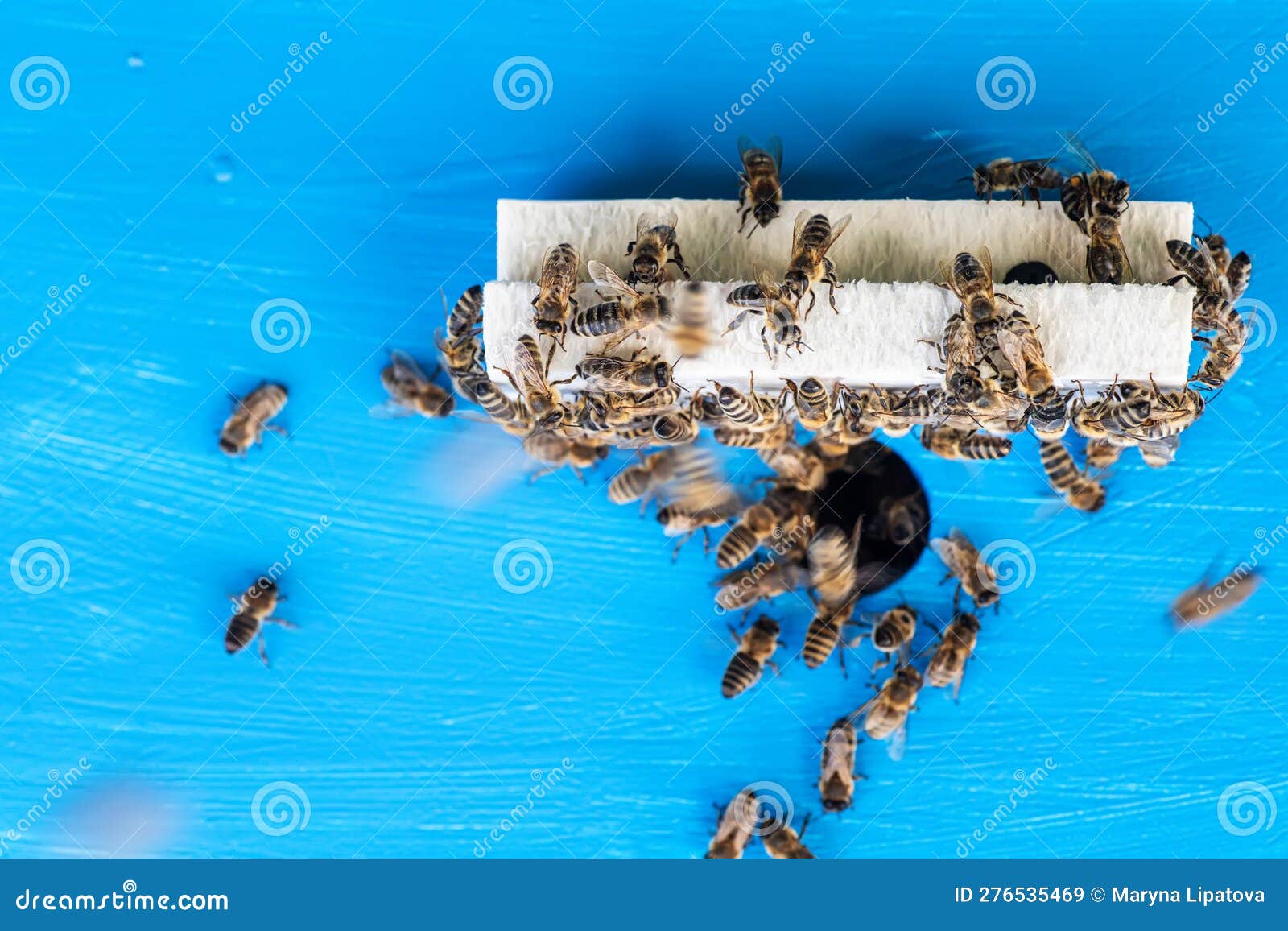 Close-up of Bees Exiting and Entering Hive. Stock Image - Image of ...