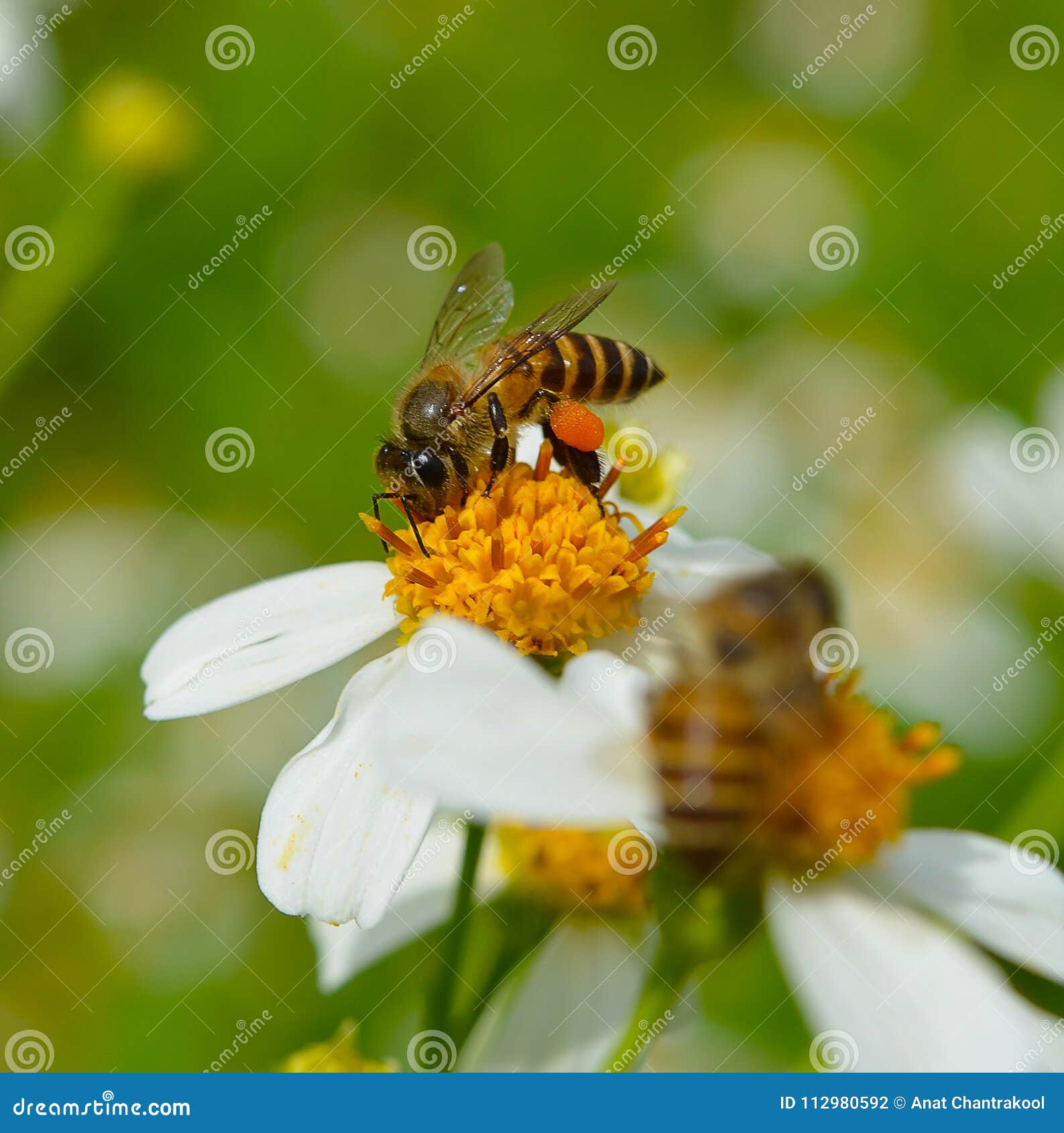 Close up bees on flower stock photo. Image of petal - 112980592