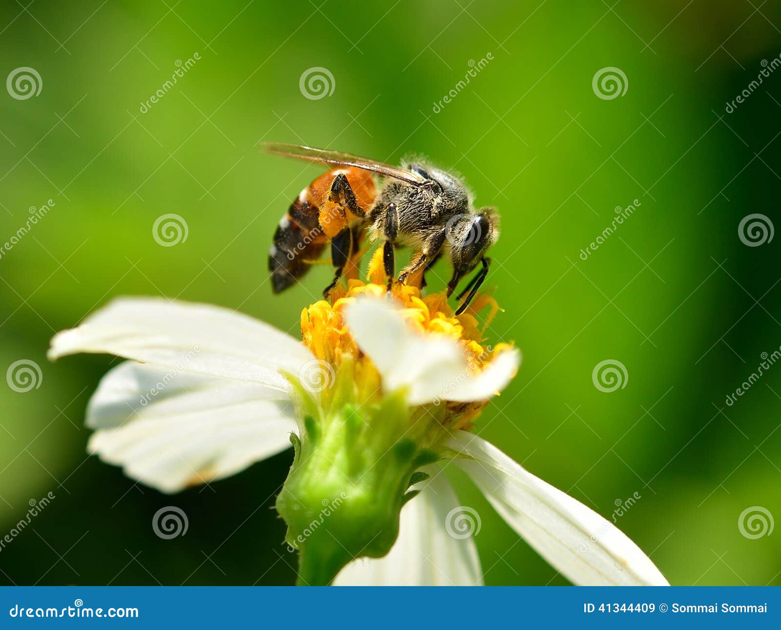 Close up bees on flower stock image. Image of vibrant - 41344409