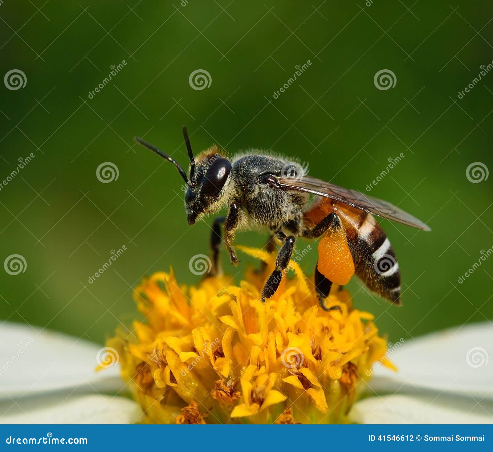 Close up bees on flower stock photo. Image of flora, animal - 41546612