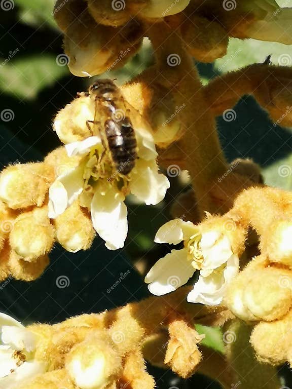 Close-up of Bees on a Fruit Tree Flower Stock Image - Image of fruit ...