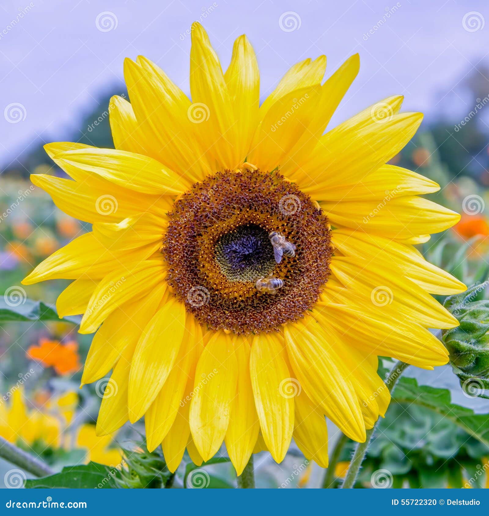 Close Up on Bees Gathering Nectar on a Sunflower Stock Photo - Image of ...