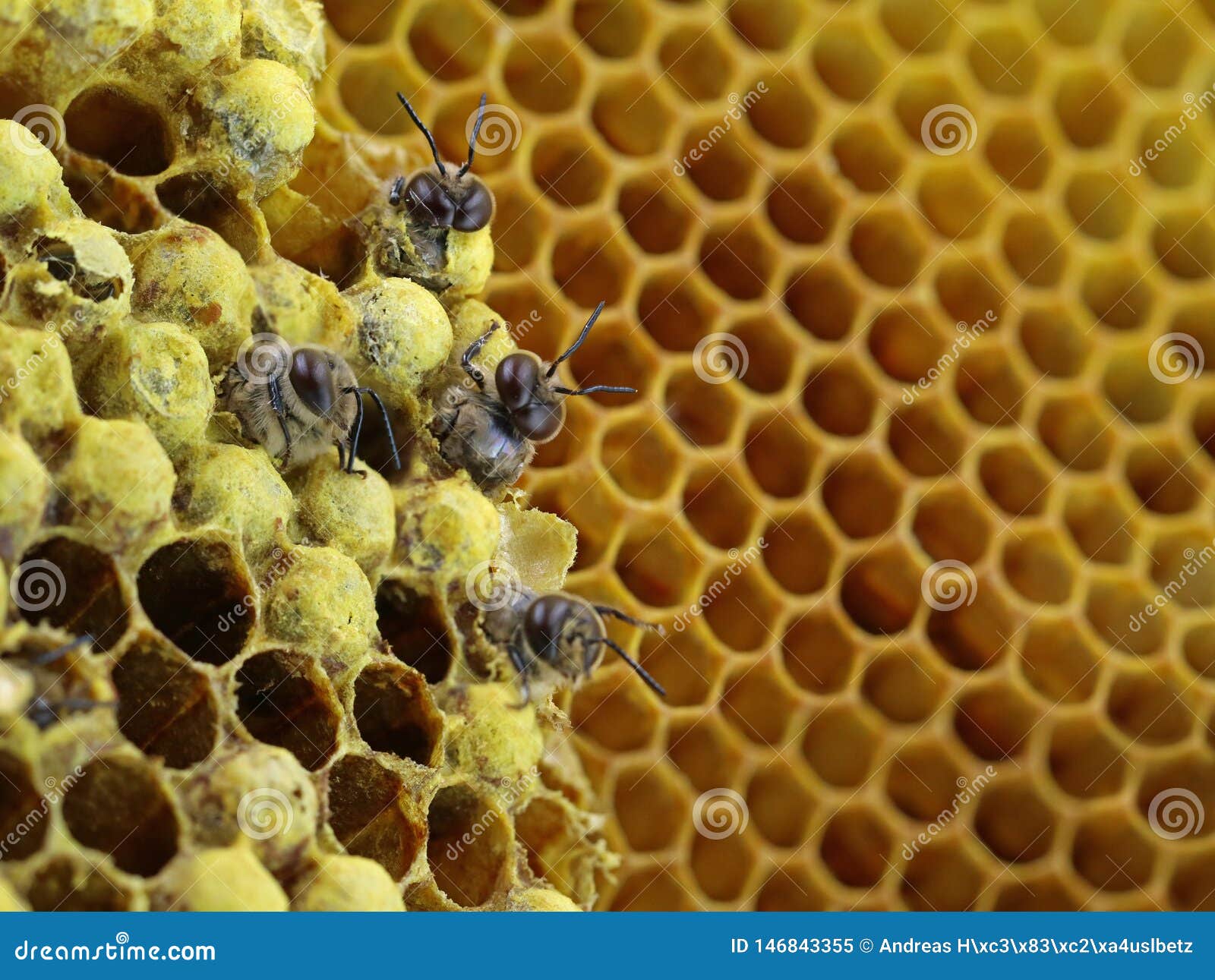 Close Up of a Bees Hatching from a Honeycomb with Copy Space Stock ...