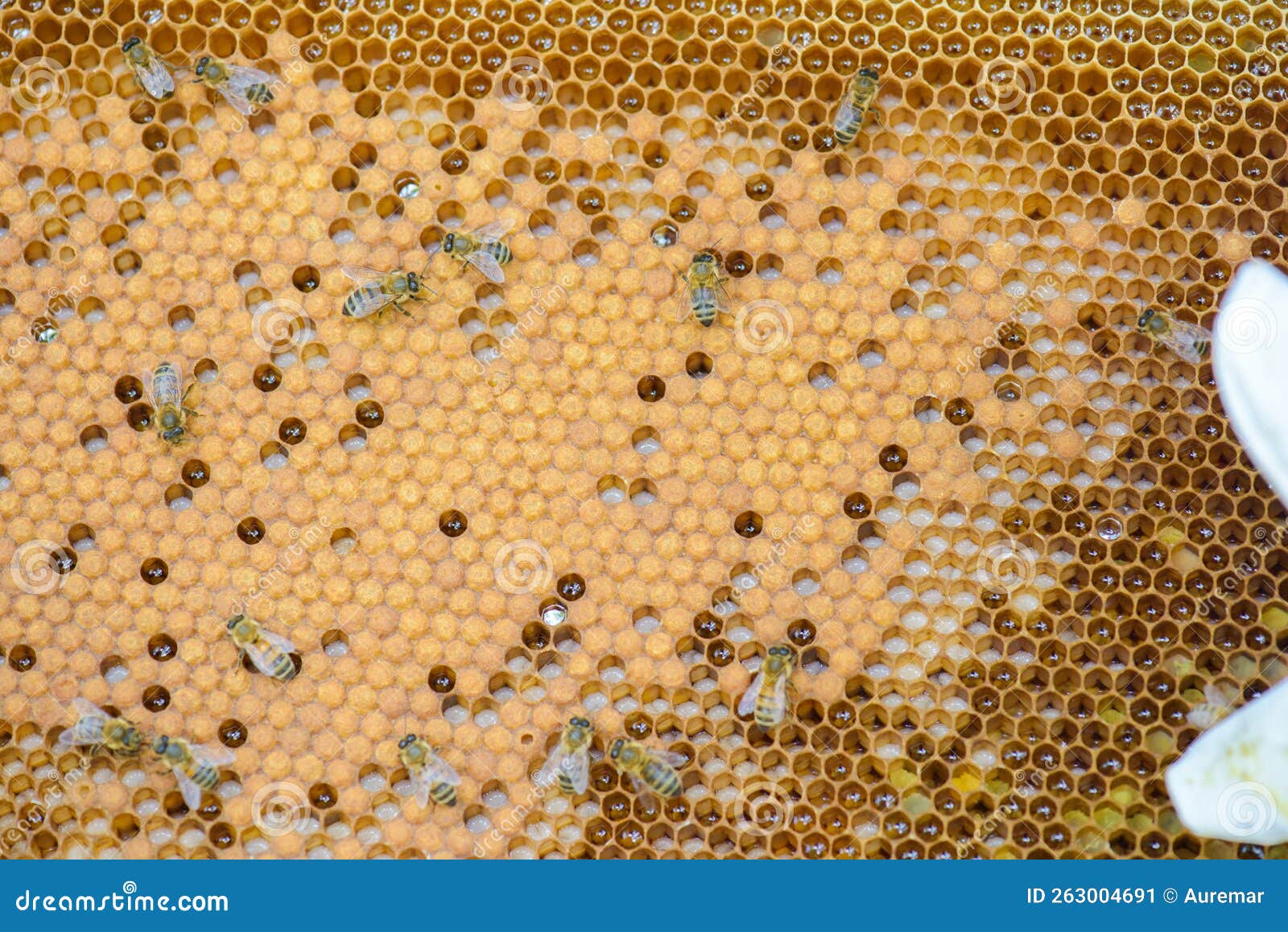 Close up bees in hive stock image. Image of moving, macro - 263004691