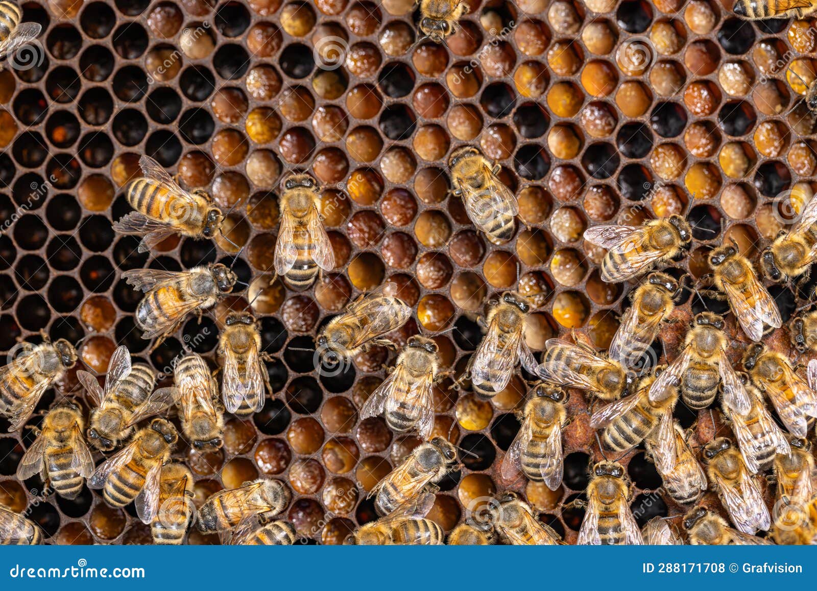 Close up of bees stock photo. Image of bees, honeybee - 288171708