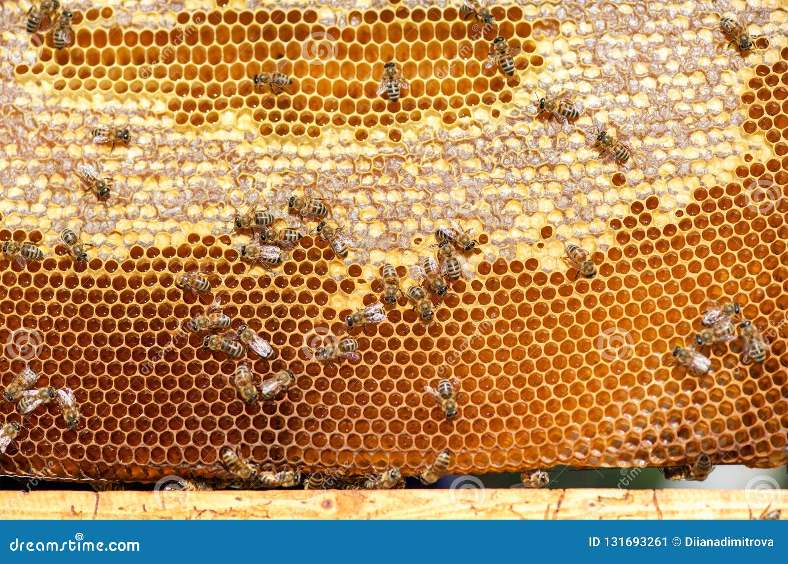 Close Up of Bees on Honeycomb in Apiary Stock Image - Image of pattern ...