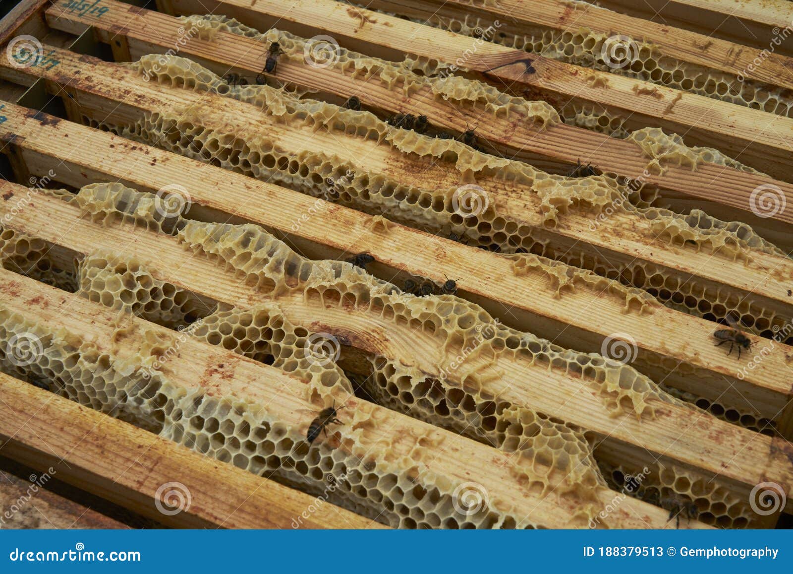 Inside Of Beehive Container With Sweet Syrup For Feeding Bees Royalty ...