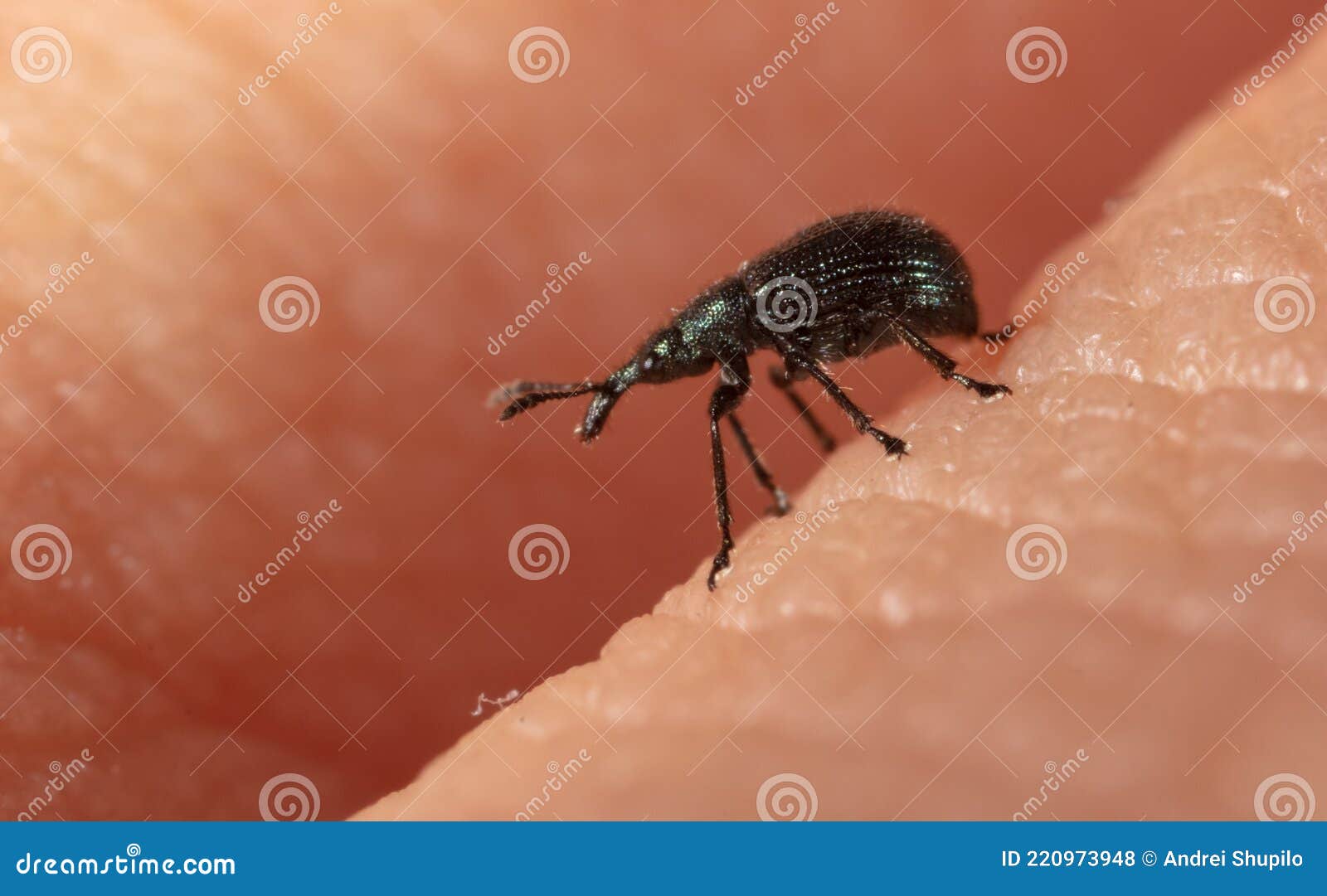 Close-up of a Beetle on Human Skin. Stock Photo - Image of isolated ...