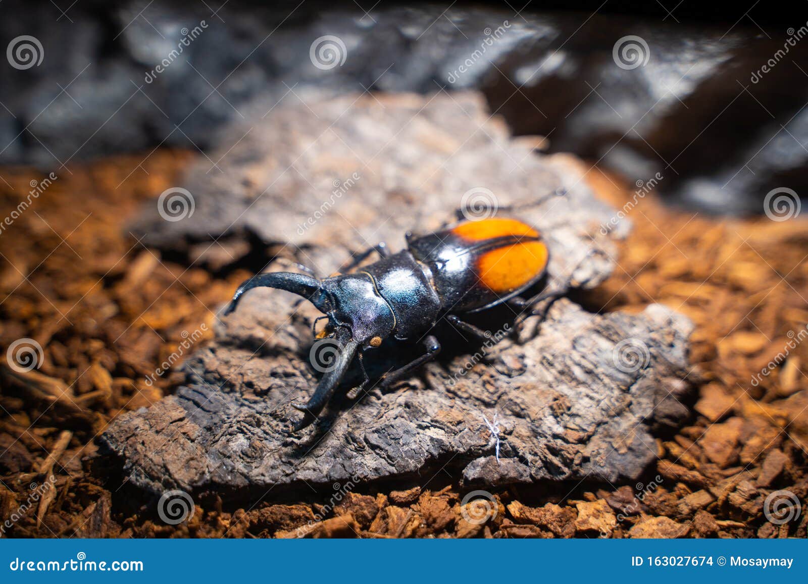 Close Up Beetle Insect Staff for Show Stock Photo - Image of animal ...