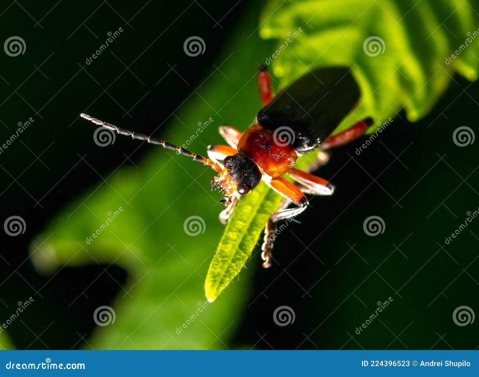 Close-up of a Beetle on a Leaf. Stock Image - Image of wildlife, macro ...