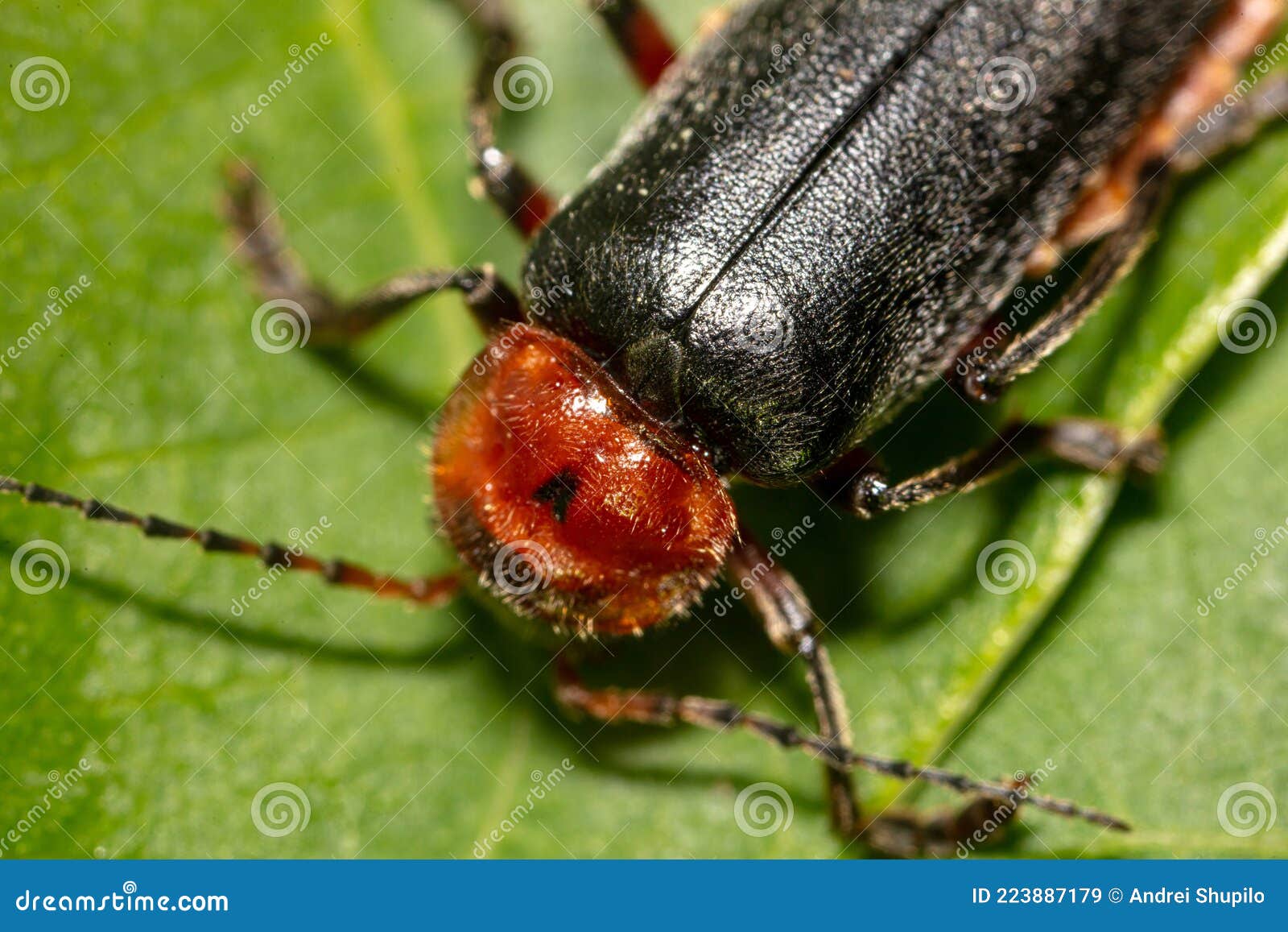 Close-up Of A Beetle On A Leaf Of A Tree. Royalty-Free Stock ...