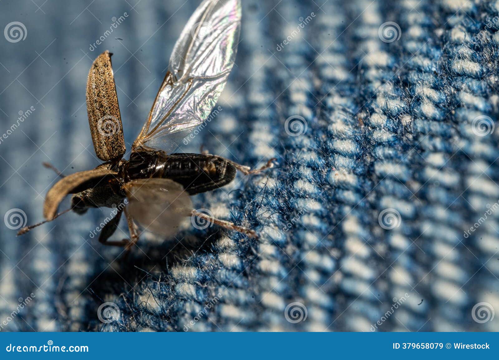 Close-up Of Beetle-infested Tree Bark Texture Stock Image | CartoonDealer.com #284932057
