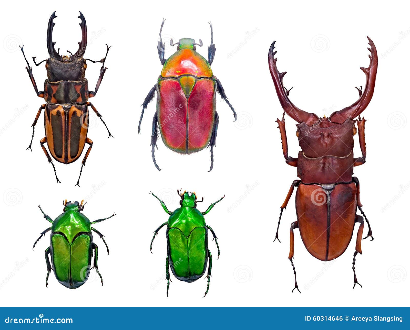 Close Up on Beetles or Bugs Isolated Stock Photo - Image of macro ...