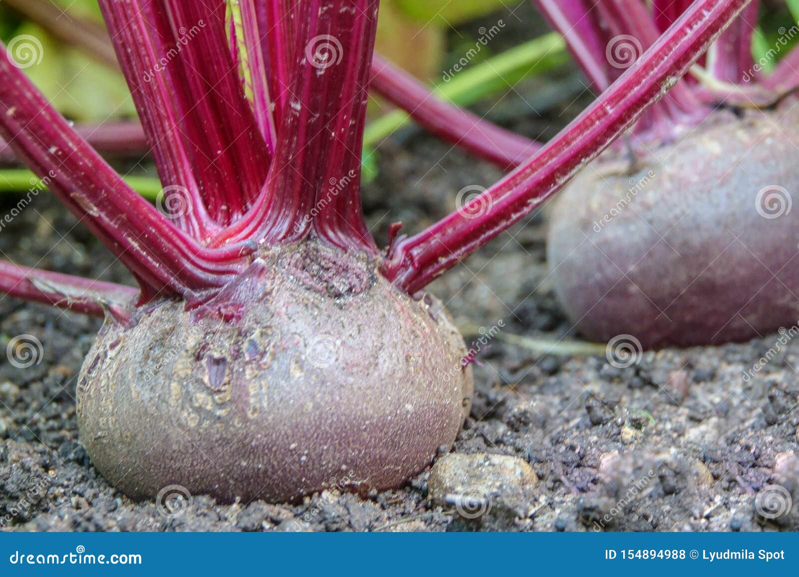 Close Up Beetroot in a Vegetable Garden in Summer Stock Photo - Image ...
