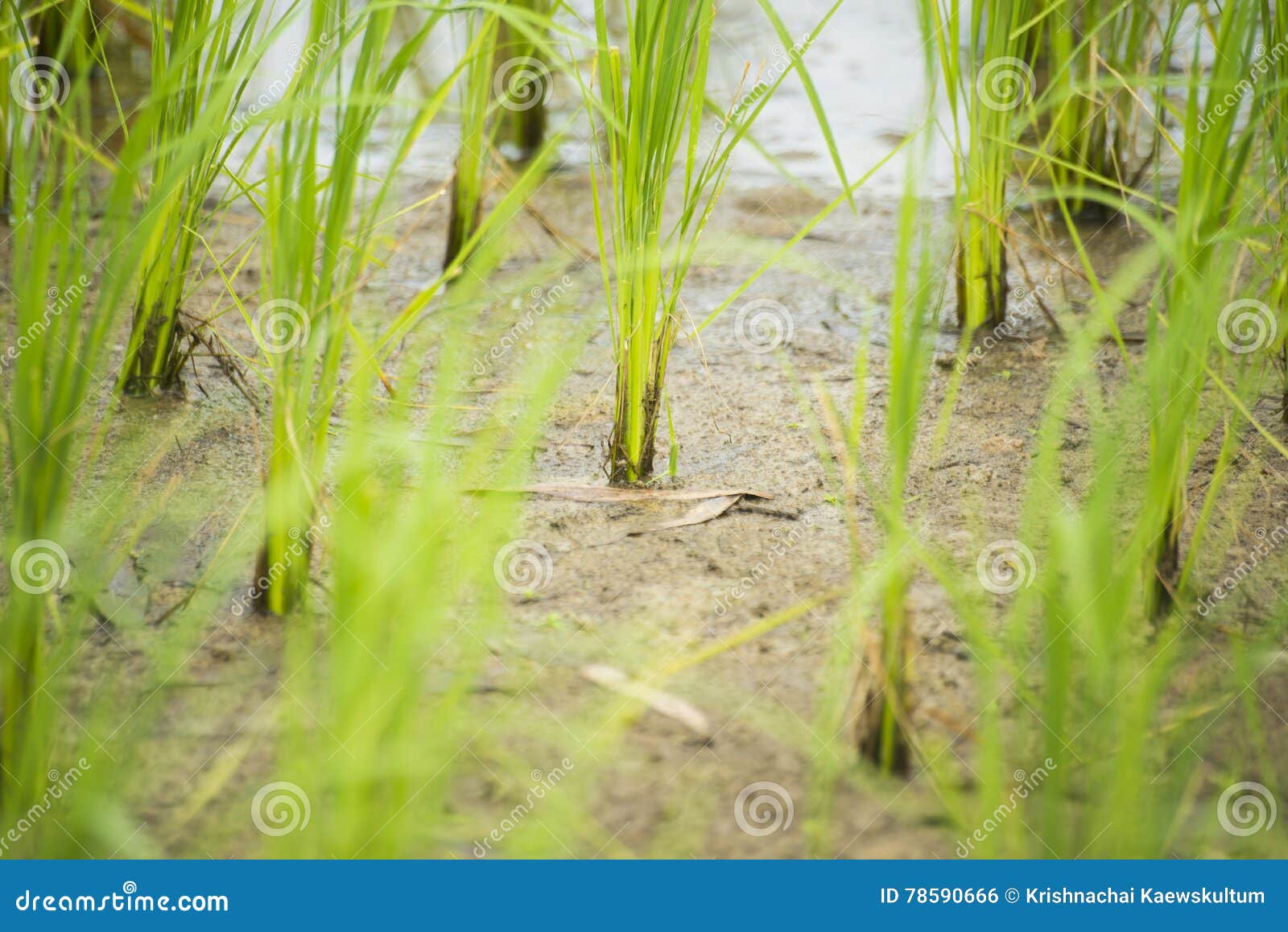 Close Up the Beginning of the Rice Plant Grow Up from Soil Stock Photo ...