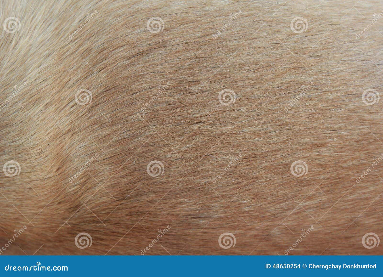 Close Up of a Beige Dog Fur. Stock Photo - Image of macro, texture ...