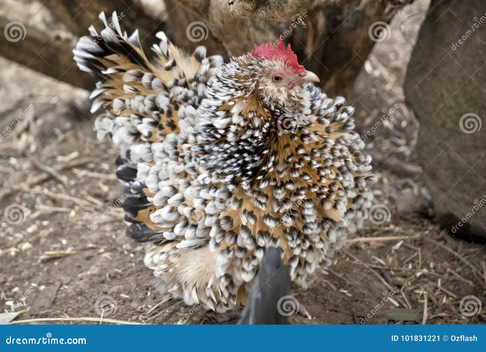Belgian d`uccle chicken stock image. Image of chicken - 101831221