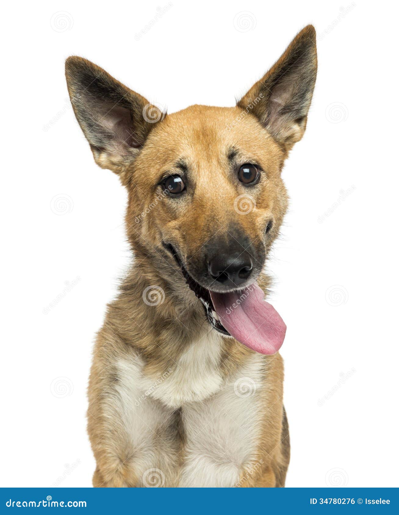Close-up of a Belgian Shepherd Dog Panting, Looking Crazy Stock Photo ...