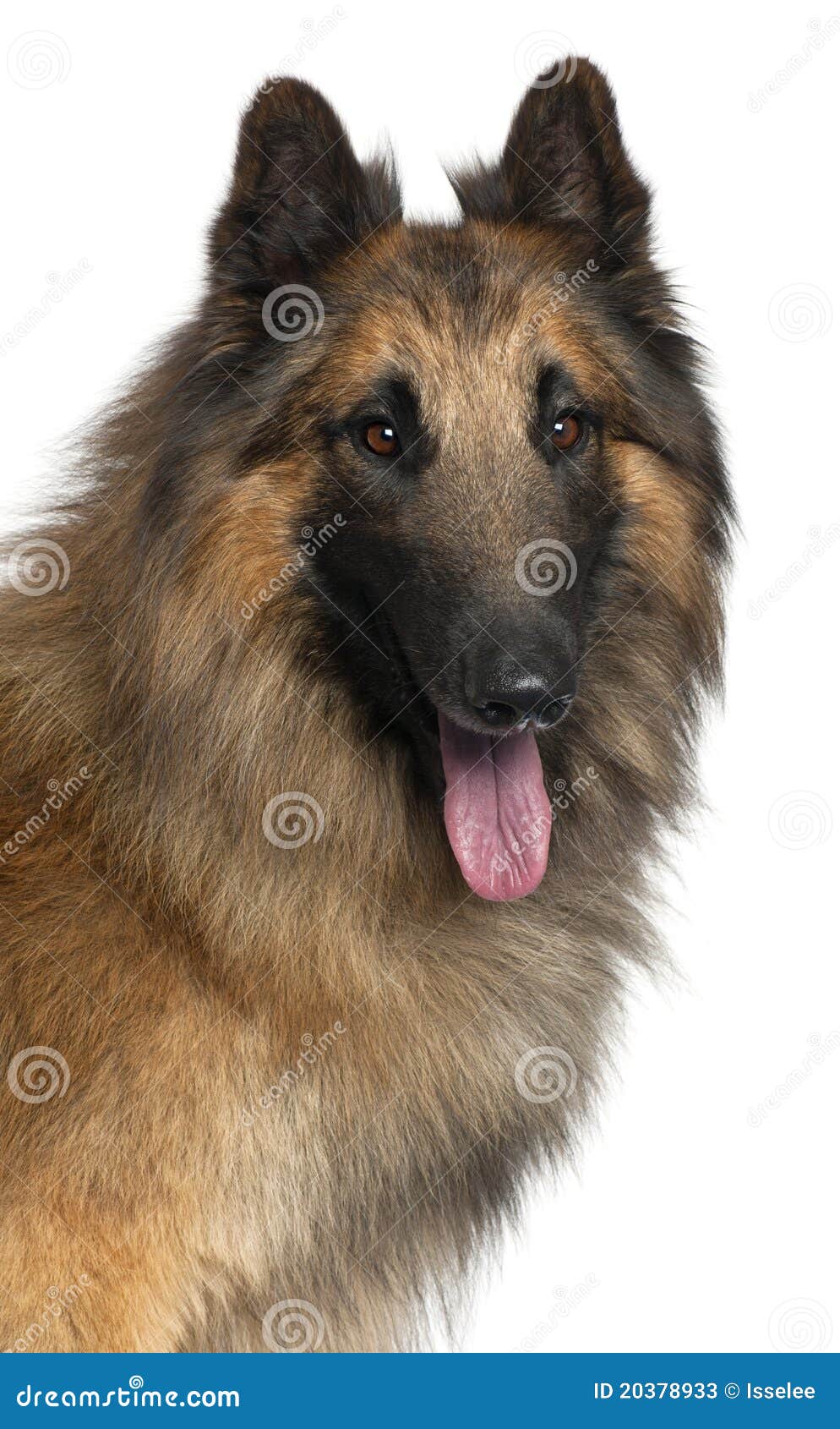 Close-up of Belgian Shepherd or Tervuren Stock Image - Image of camera ...