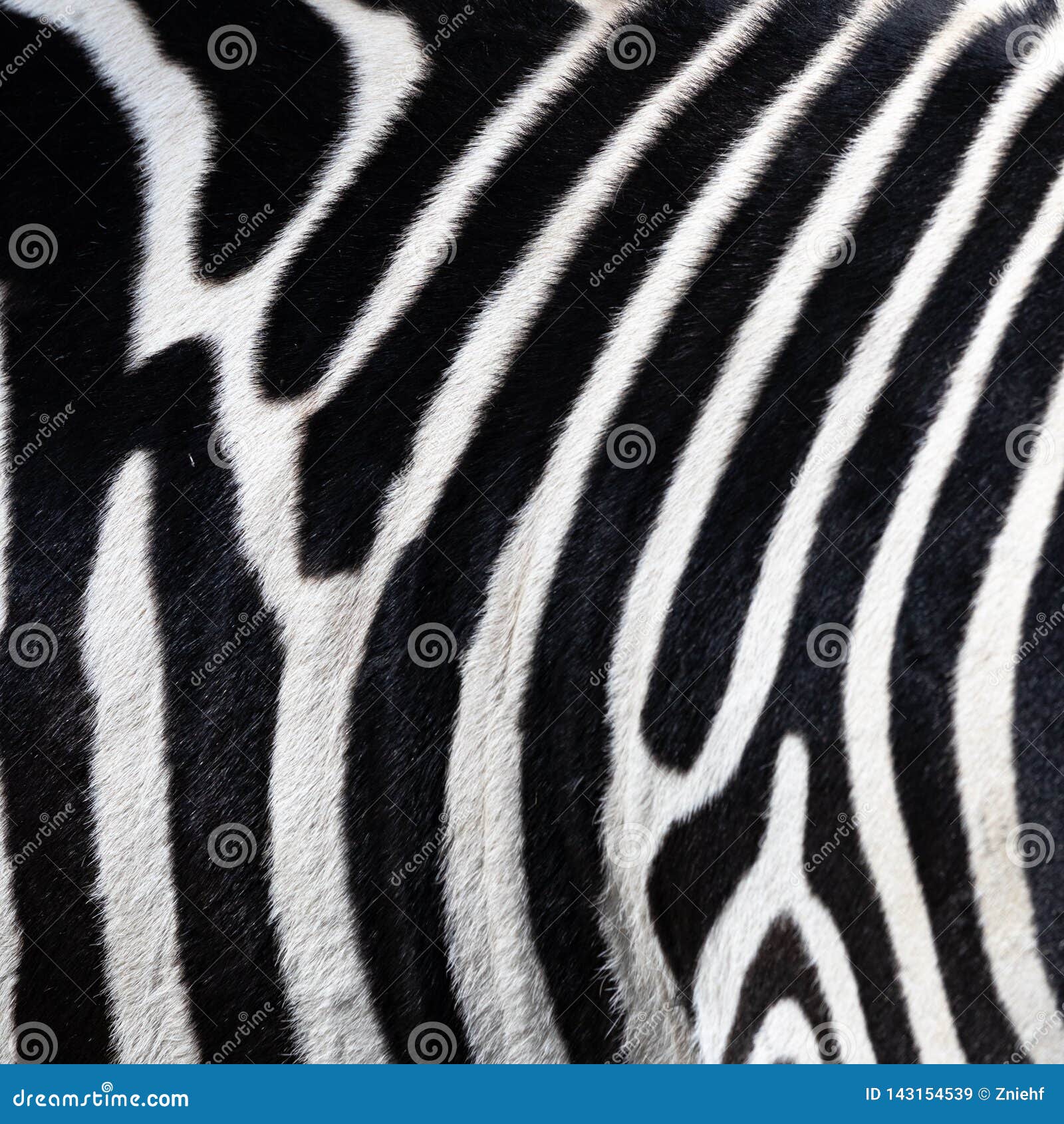 Close-up of the Belly of a Zebra, Scientific Name Equus Zebra,graphic ...