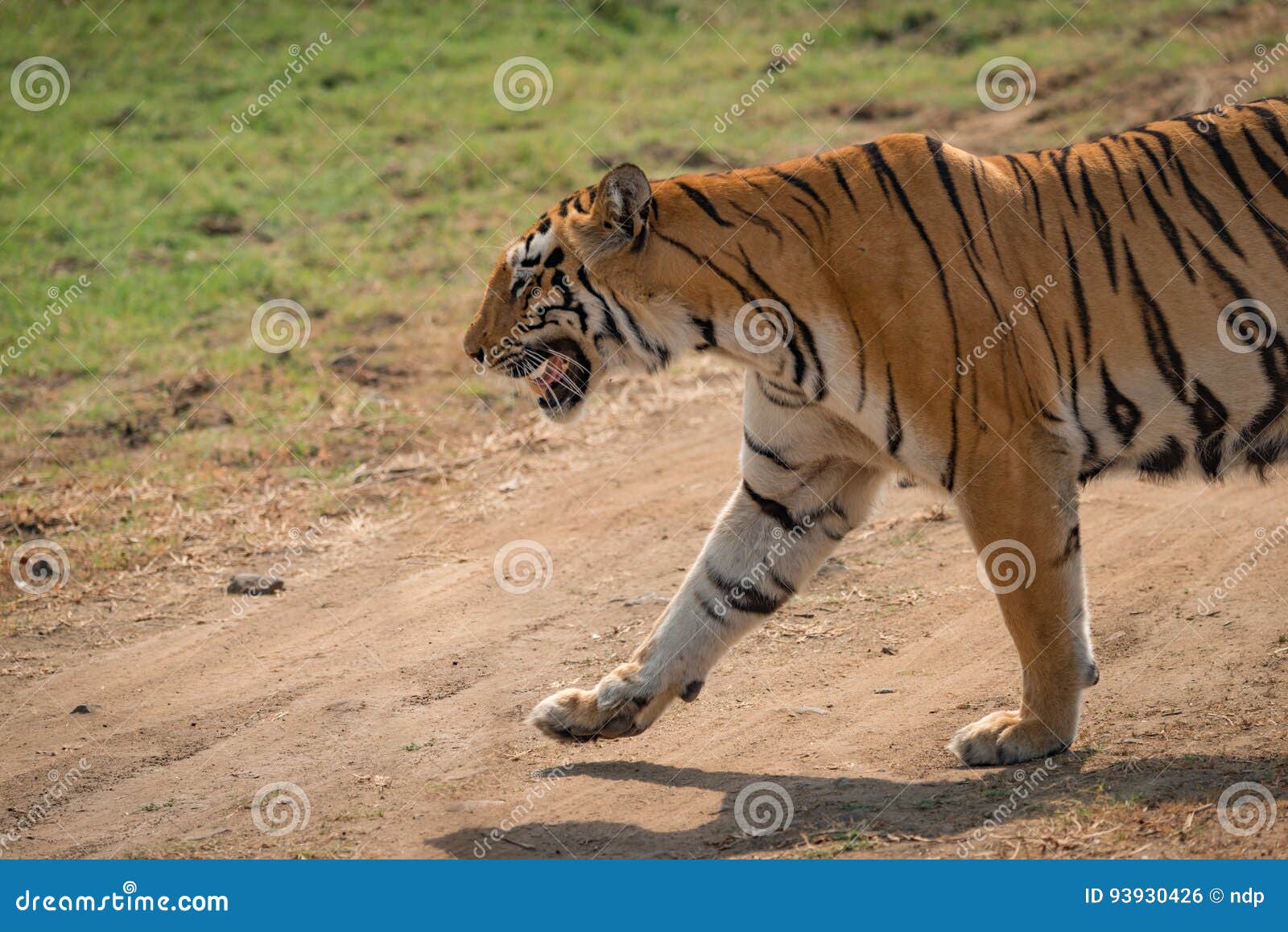 Close-up of Bengal Tiger Crossing Dirt Track Stock Photo - Image of ...