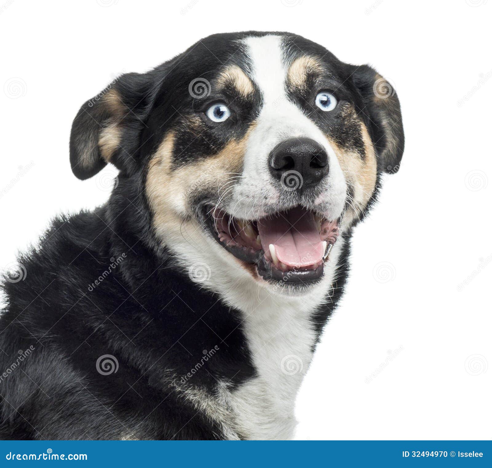 Close Up of a Bernese Mountain Dog Panting, Isolated Stock Photo ...