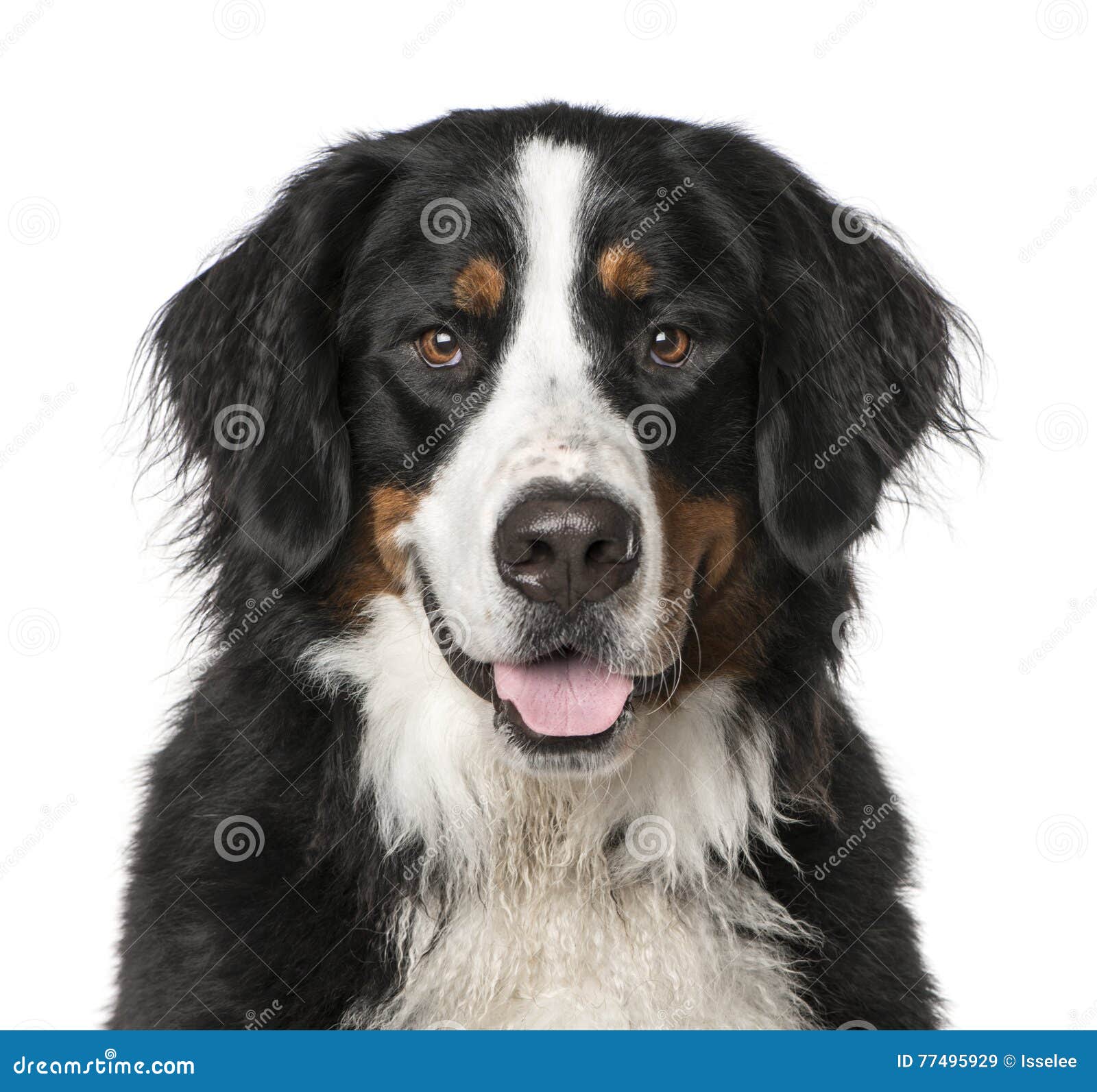 Close-up of Bernese Mountain Dog Panting, Isolated on White Stock Image ...