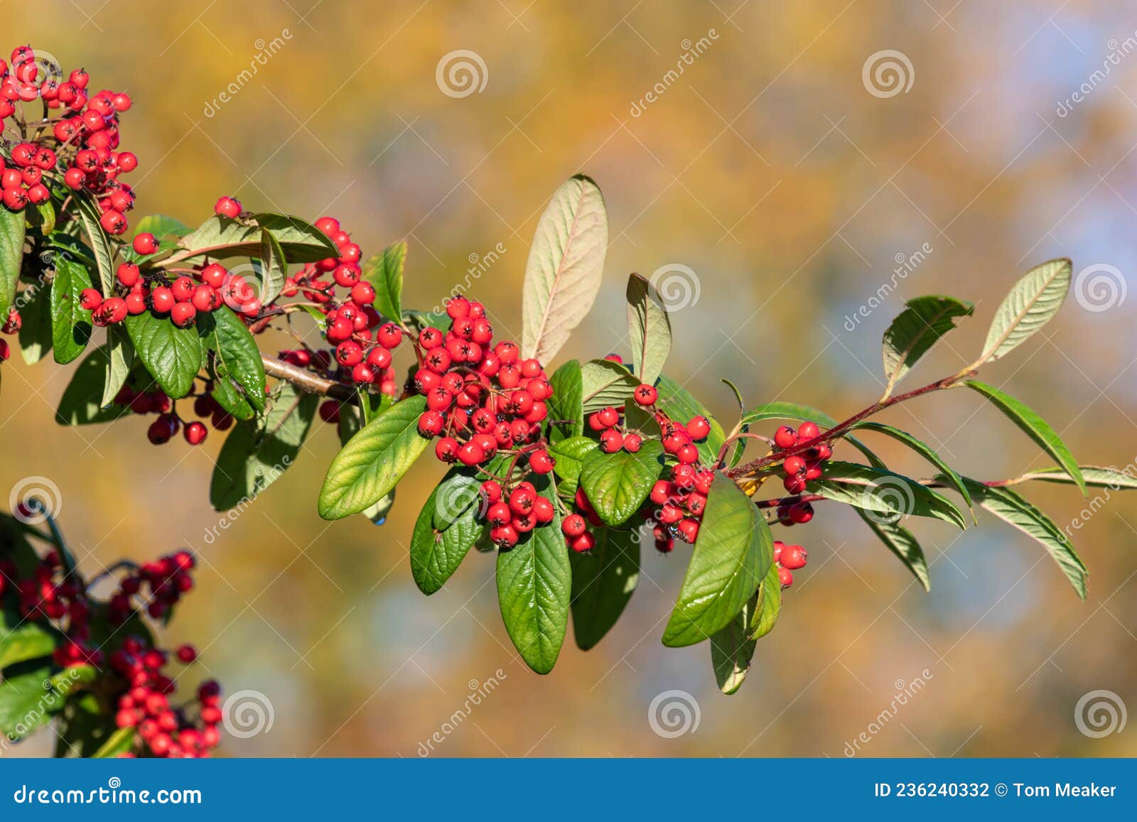 Cotoneaster berries stock photo. Image of closeup, tree - 236240332