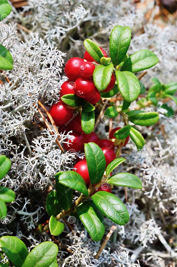 Close-up Berry Cranberries and Moss Stock Image - Image of food ...