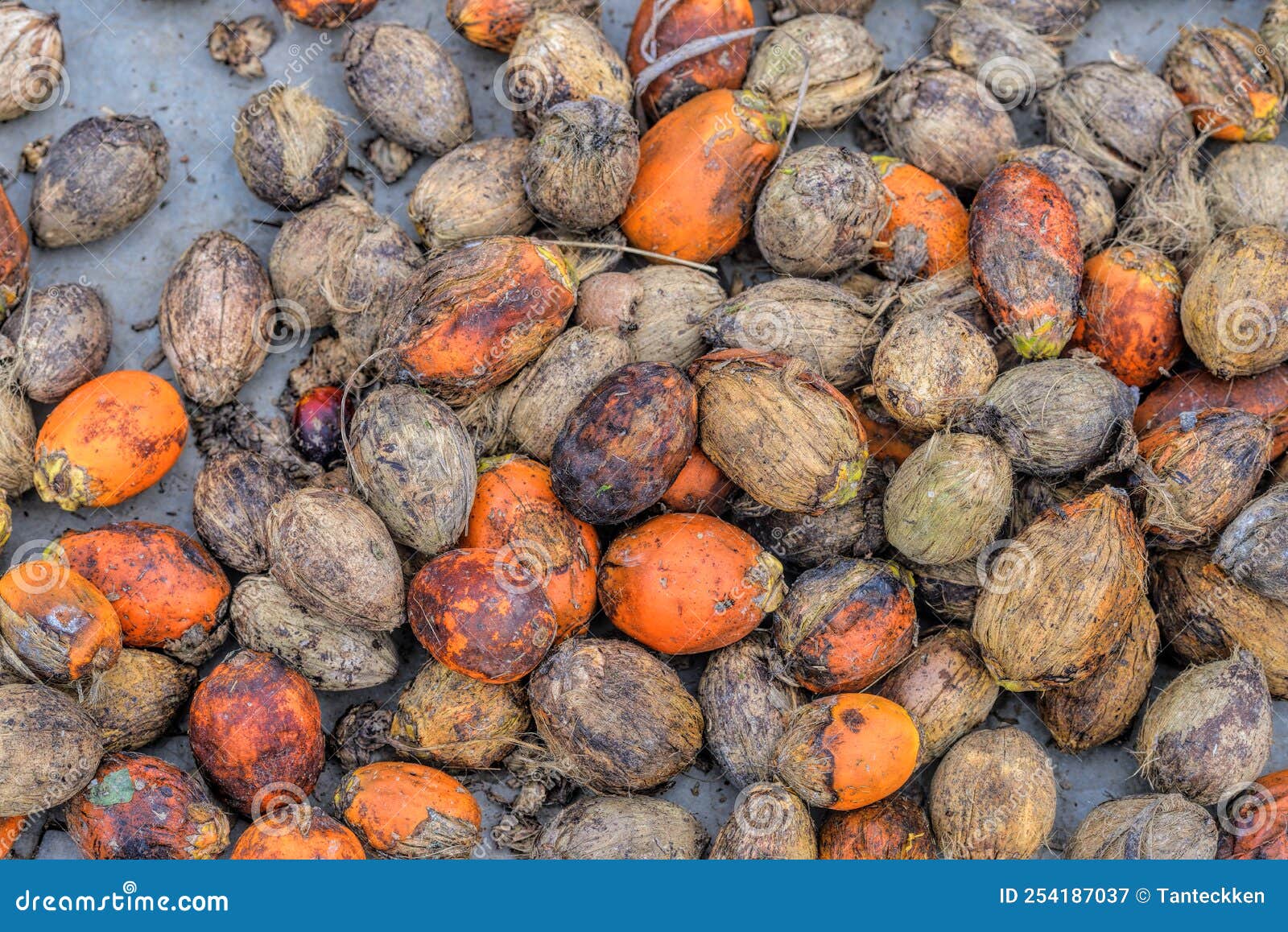 Betel Nut or Areca Nut Background Stock Image - Image of crops ...