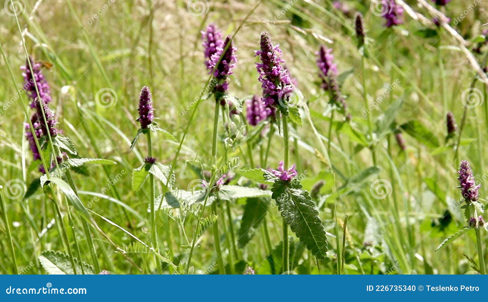Betonica Officinalis Flowers at the Meadow Stock Footage - Video of ...