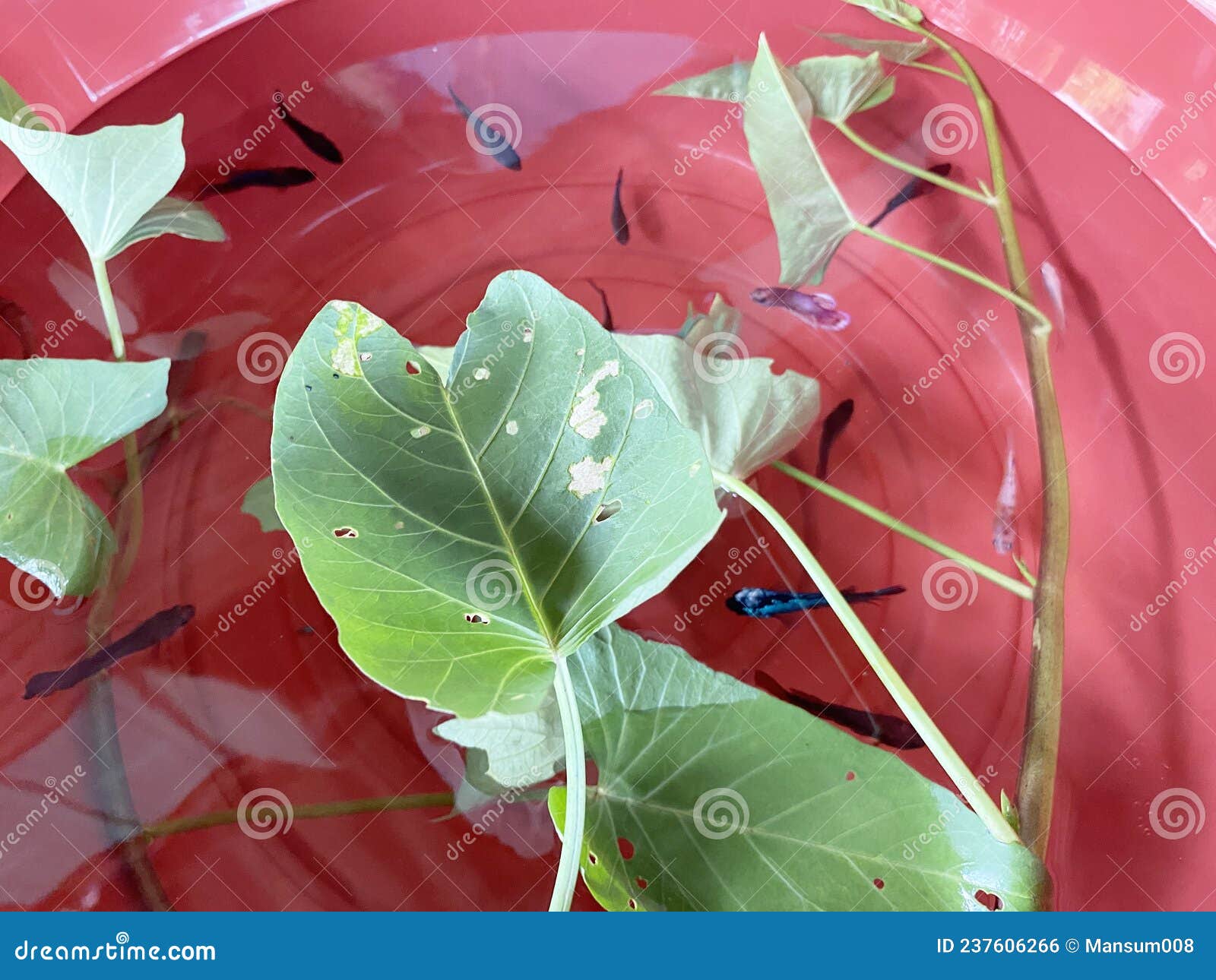 Betta fish in red basin stock photo. Image of water - 237606266