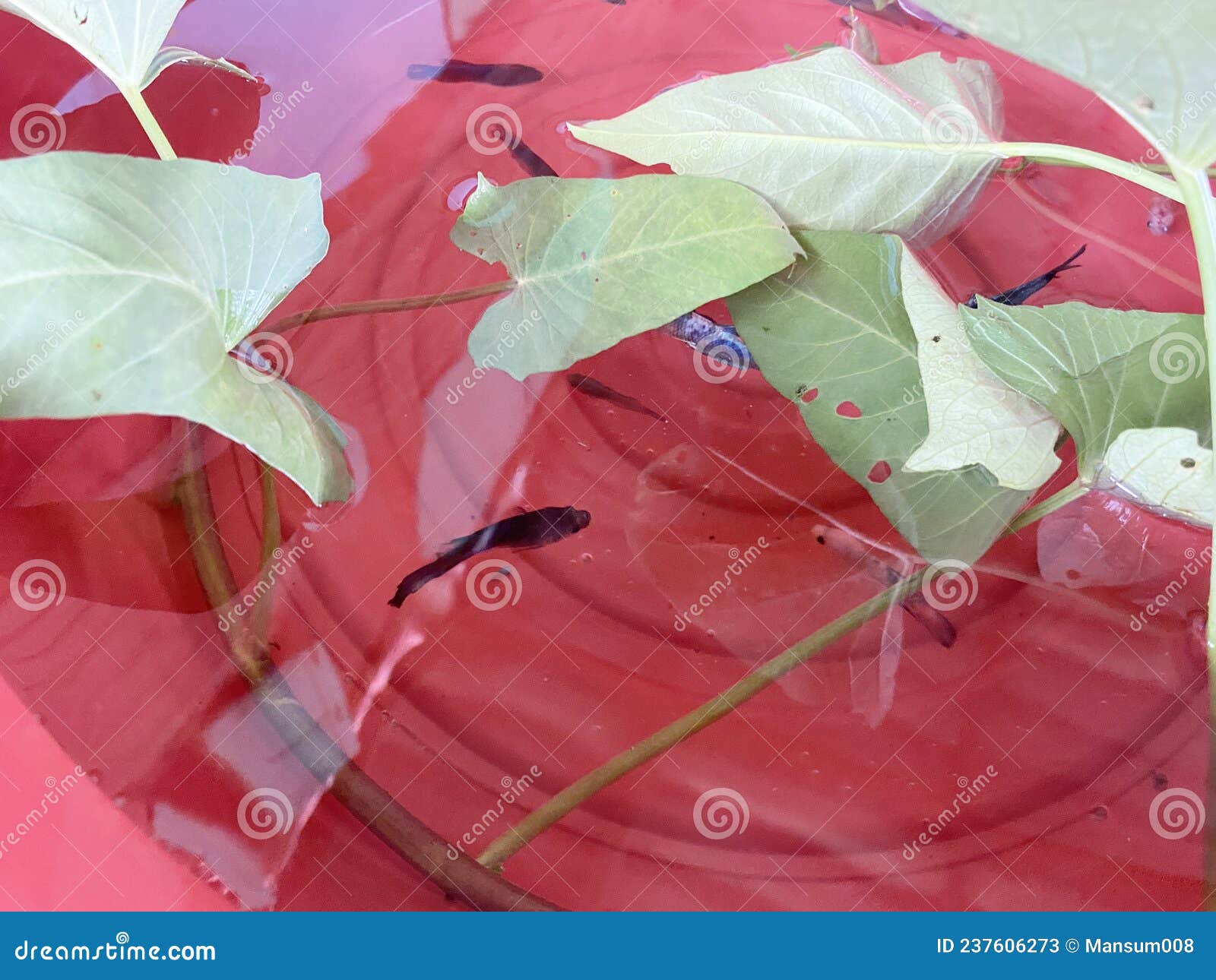 Betta fish in red basin stock image. Image of foliage - 237606273