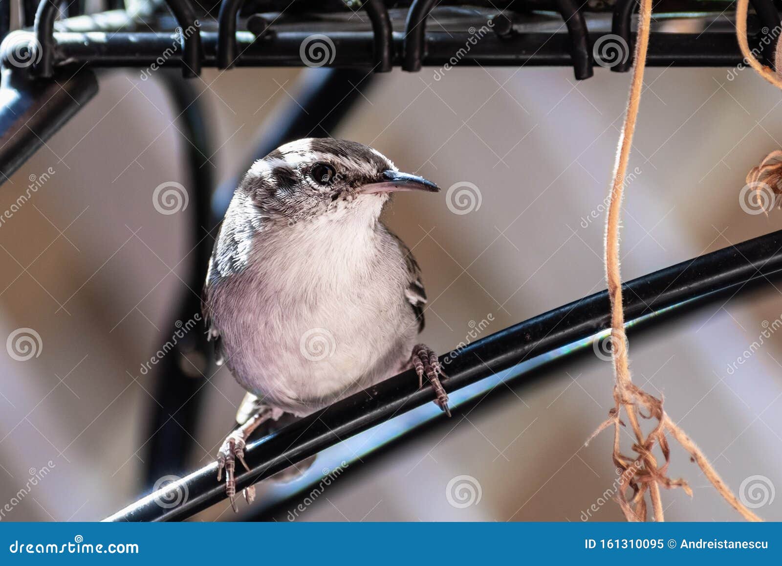 Close Up of Bewick`s Wren Bird Looking at the Camera Stock Image ...