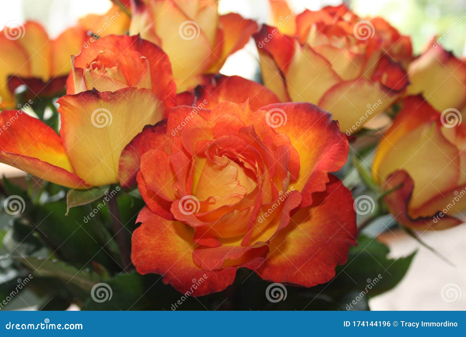 Close Up of Bicolor Red and Yellow High and Magic Roses Stock Photo ...