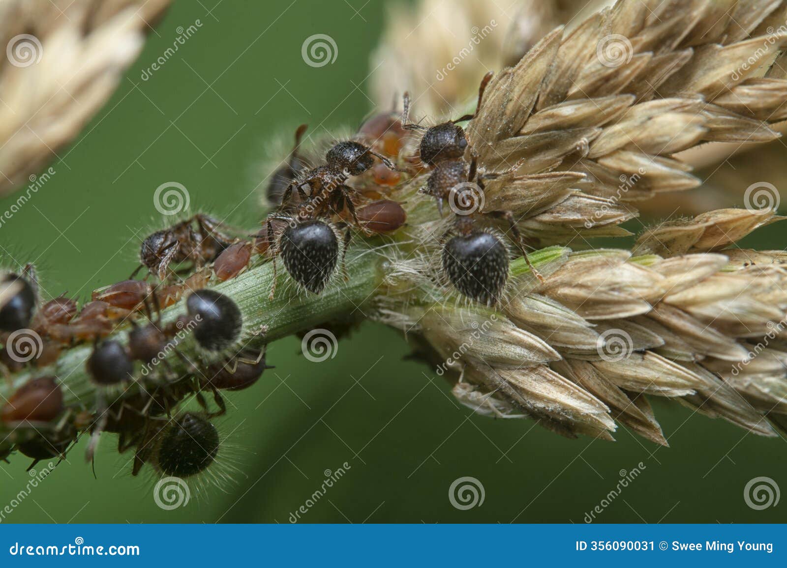 Close Up of the Bicolored Shield Ants Feeding on the Aphids Larvae ...