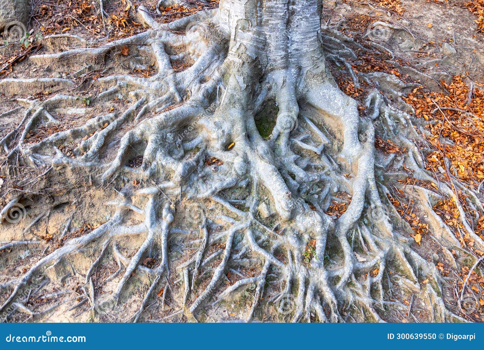Close Up of Big Beech Tree Root in the Autumn Forest. Representative ...