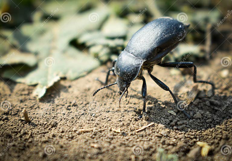 Close Up of a Big Black Bug Stock Photo - Image of entomology, great ...