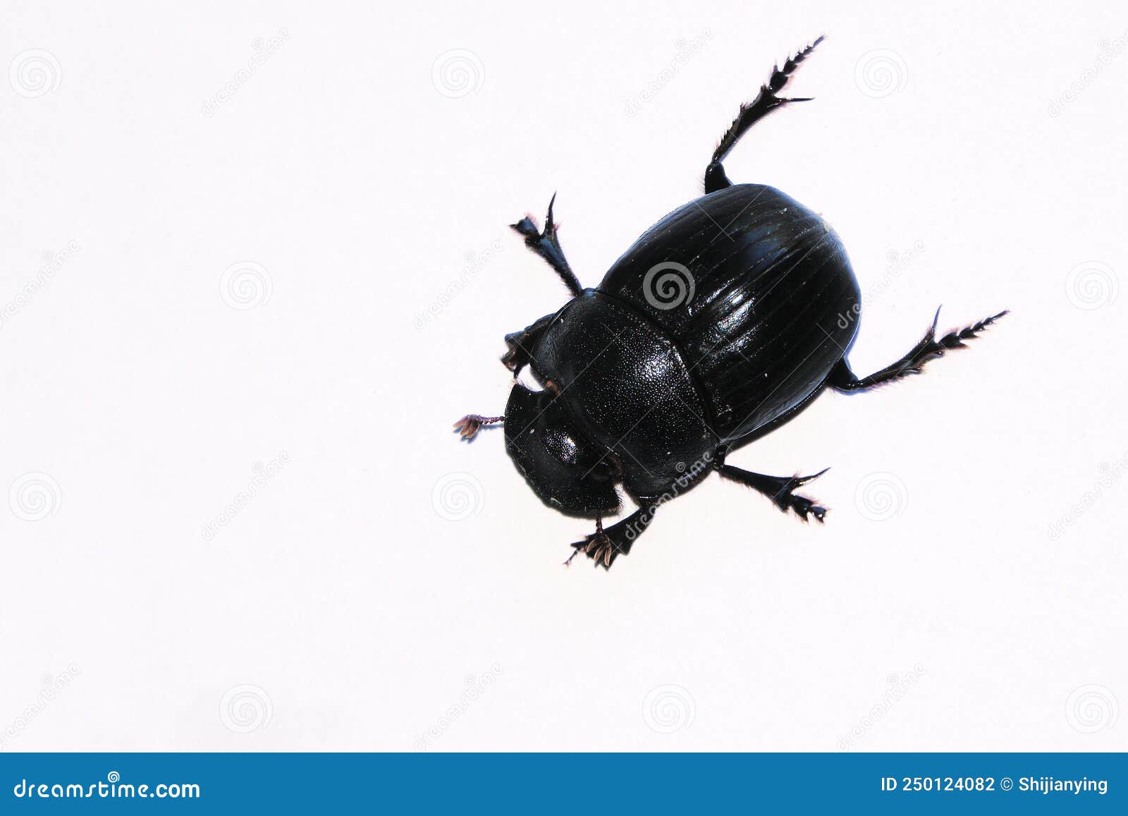 Dung beetle stock photo. Image of nature, life, dung - 250124082