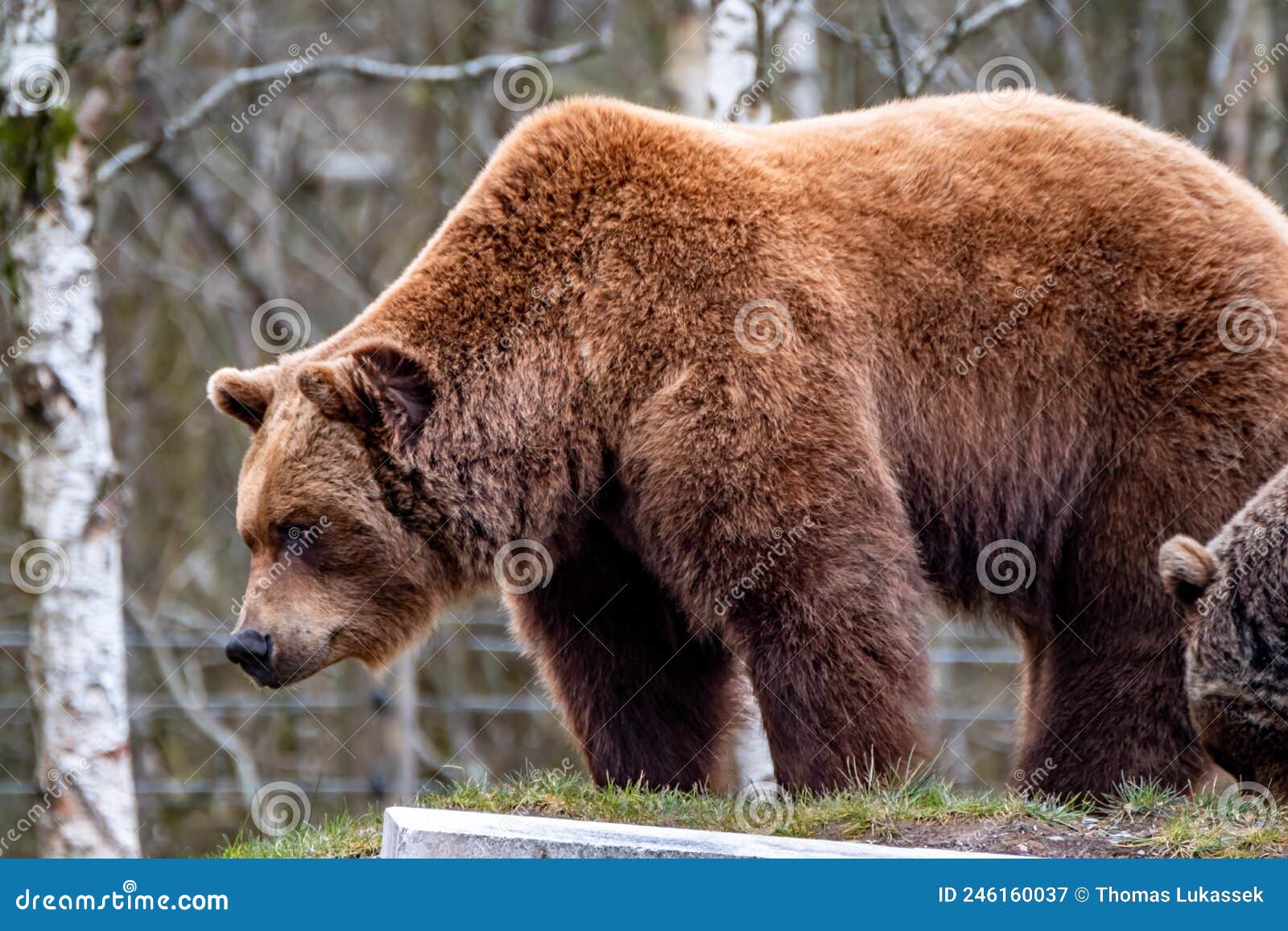 Close Up Big Brown Bear in Spring Forest Stock Image - Image of arctos ...