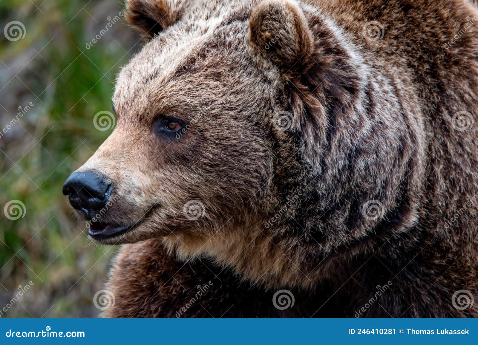 Close Up Big Brown Bear in Spring Forest Stock Image - Image of mammal ...