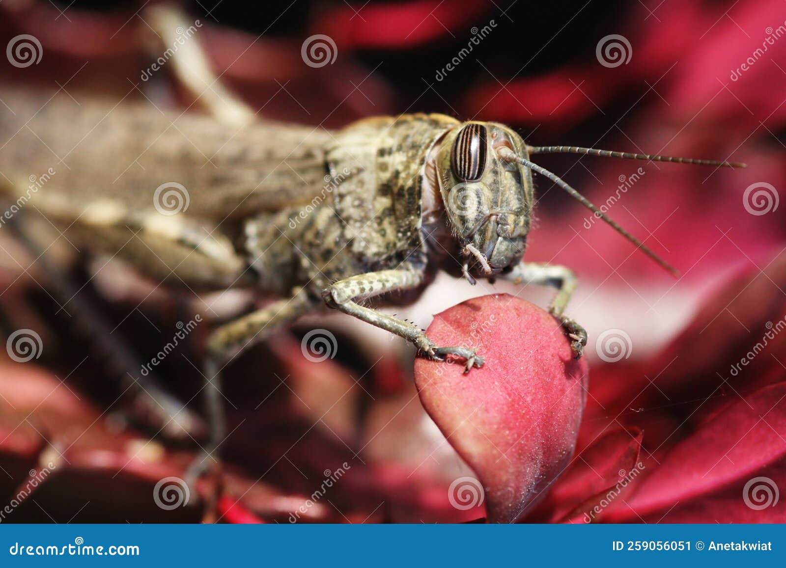 Close Up of Big Brown Grasshopper between Red Leaves Stock Image ...