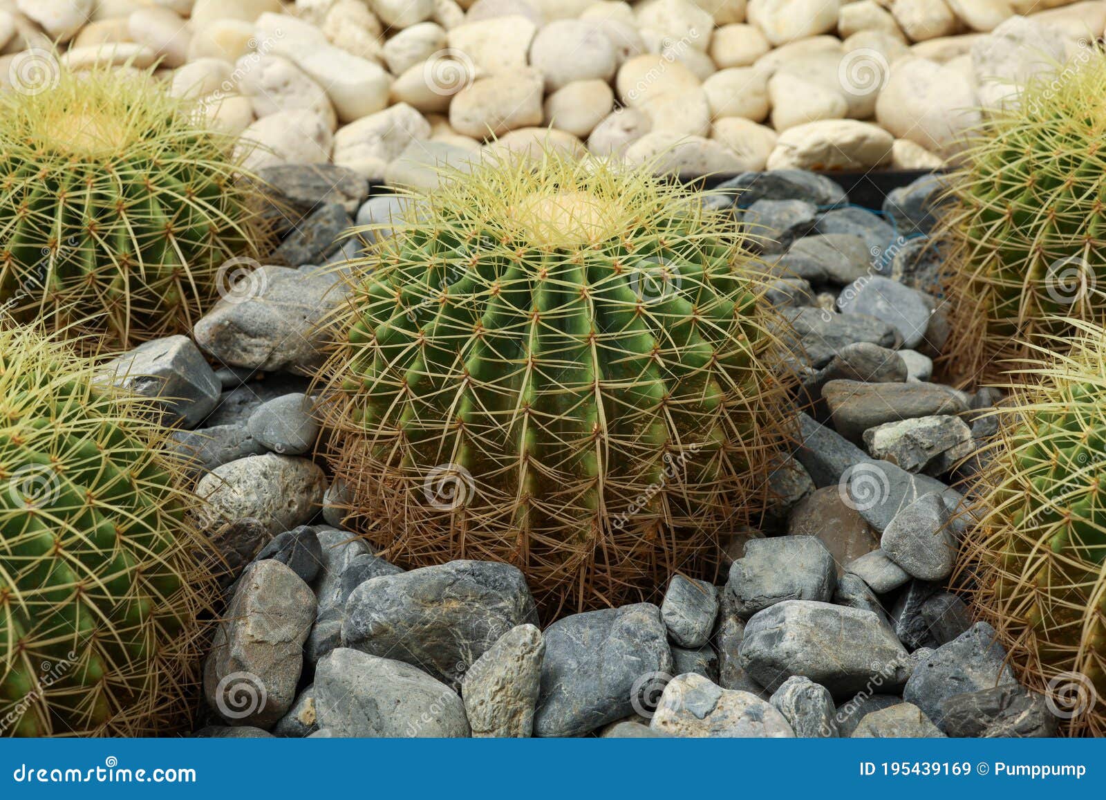 Close Up Big Cactus on the Rock in Garden Stock Image - Image of ...