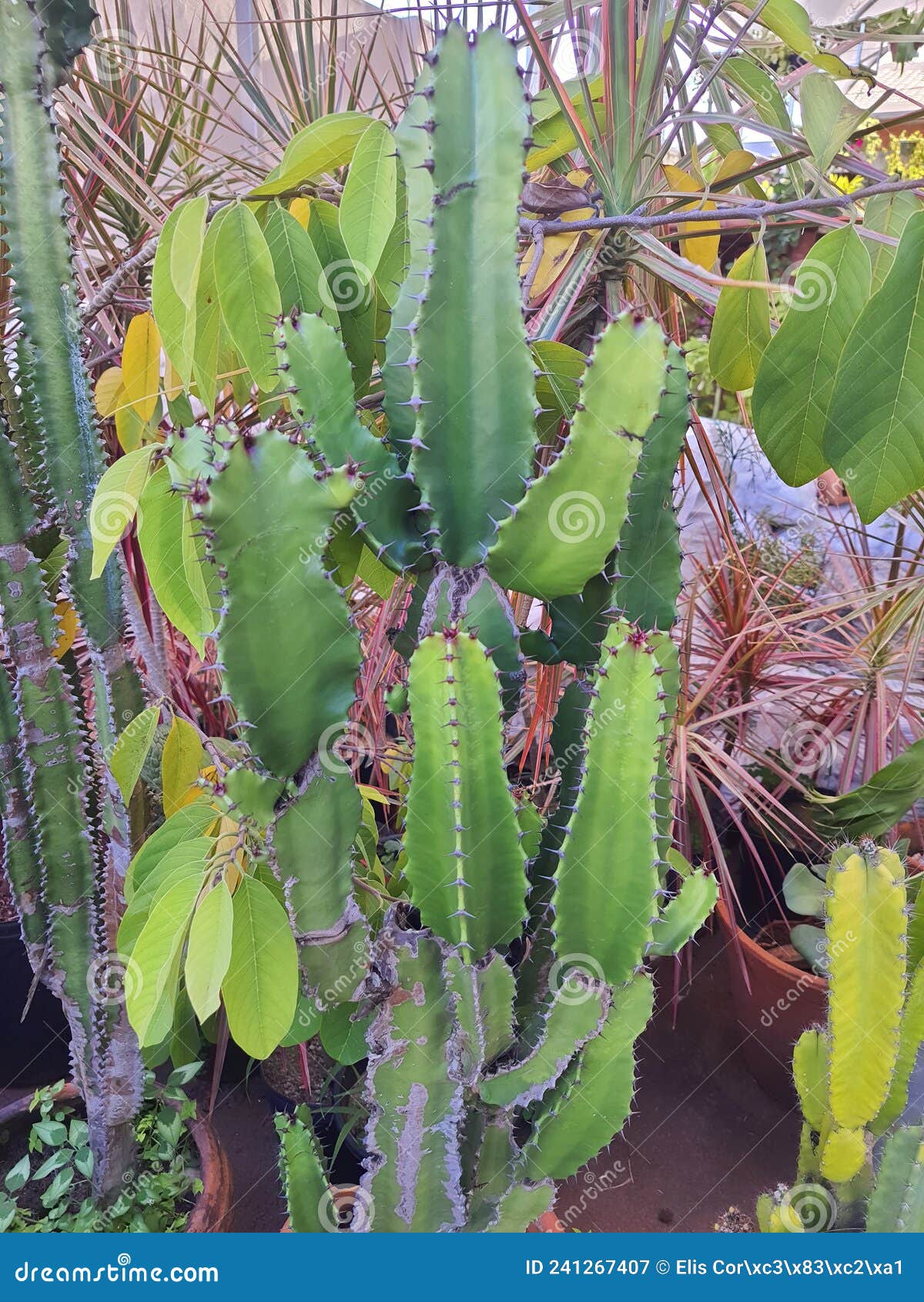 Close Up a Big Cactus in a Store. Stock Image - Image of area, desert ...
