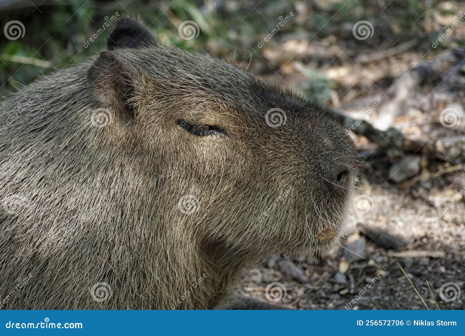 Close up of a big Capybara stock photo. Image of wildlife - 256572706