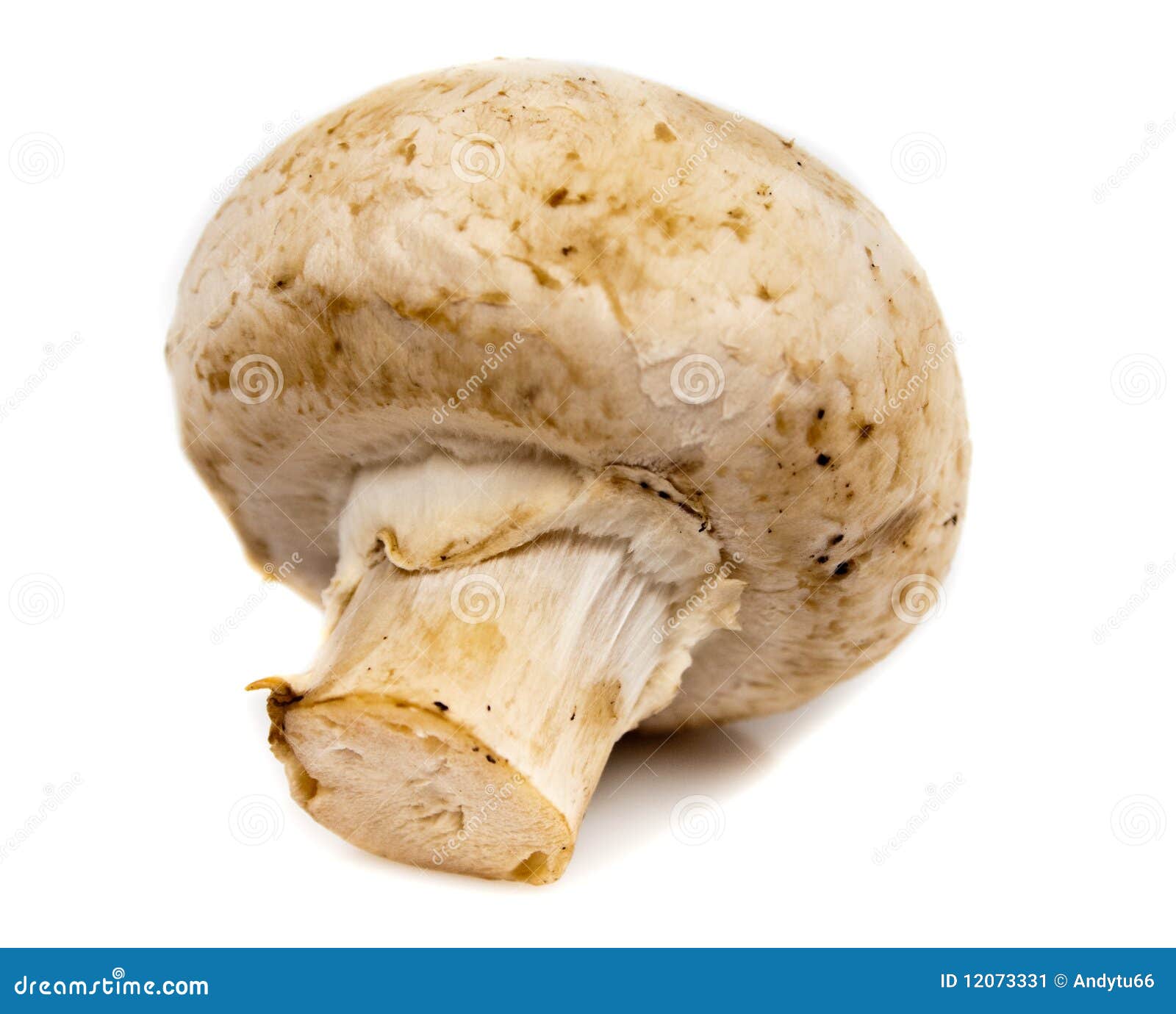 Close-up Big Champignon Isolated Stock Image - Image of tasty, closeup ...