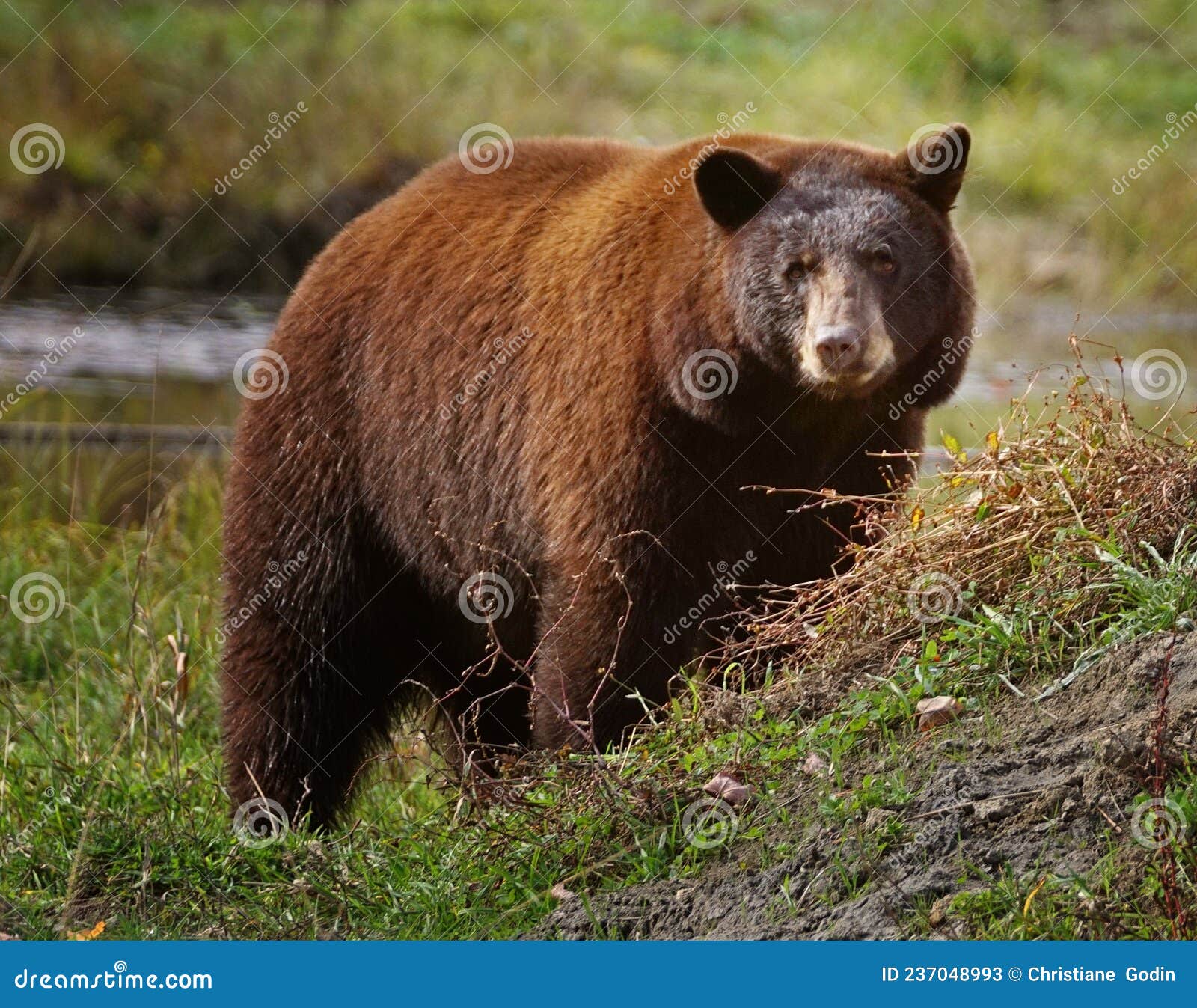 Close Up of a Big Cinnamon Bea Stock Image - Image of danger, nature ...