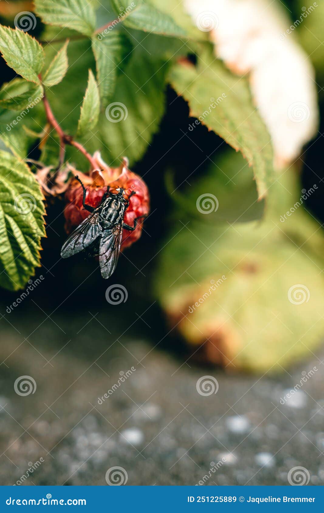 A Fly is Sitting on a Raspberry Stock Image - Image of hermetia ...