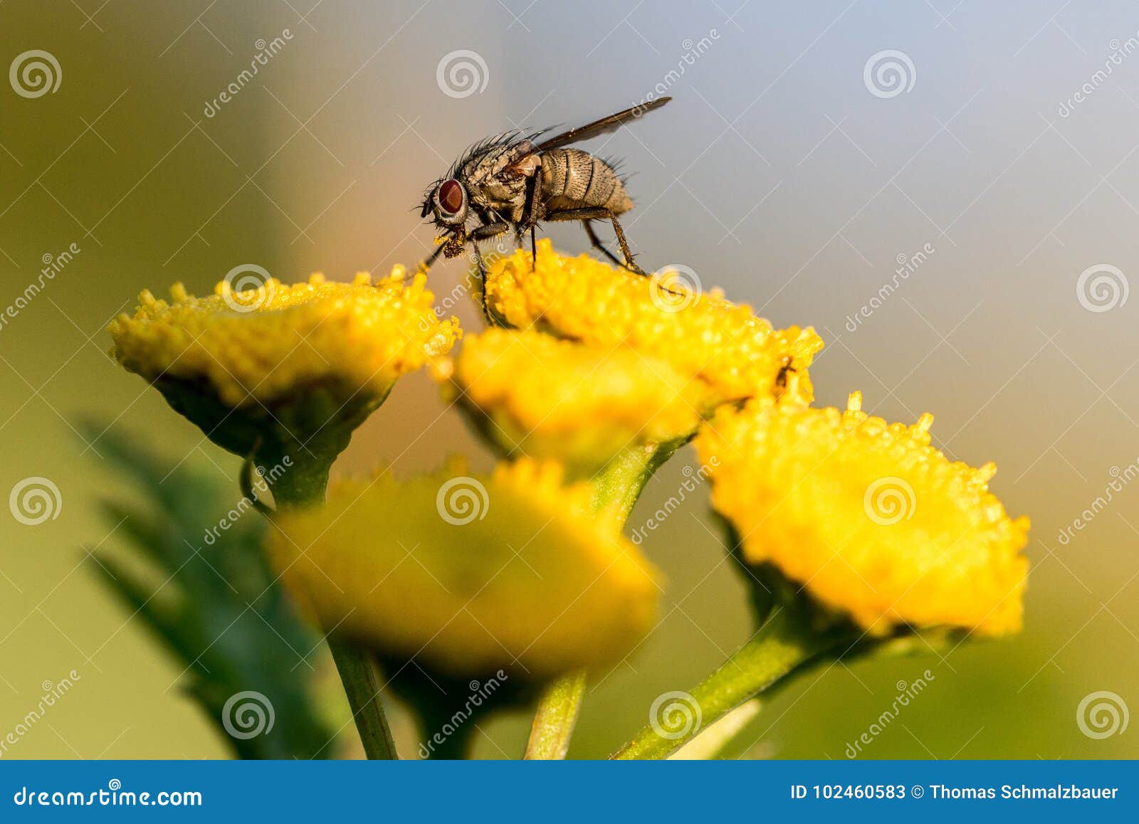 Close-up of a Big Fly on a Flower Stock Image - Image of bluebottle ...